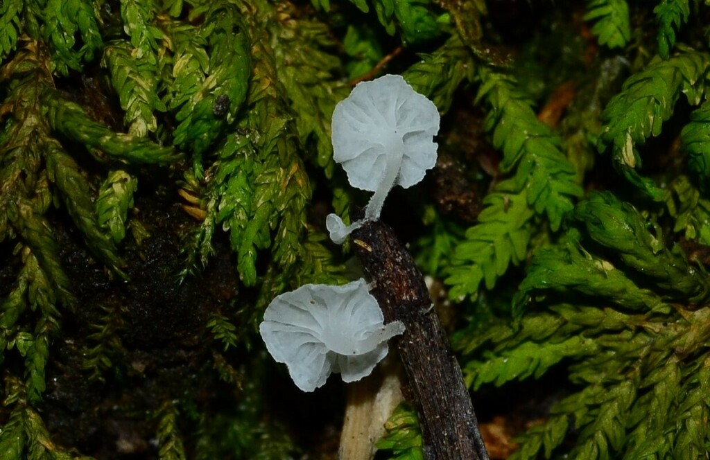 Hemimycena crispula tetraspora from Haw Ridge Park, Oak Ridge ...