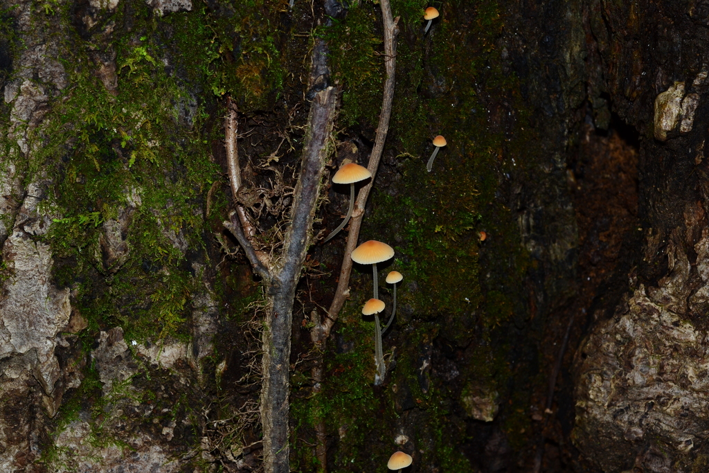 Atheniella leptophylla from Haw Ridge Park, Oak Ridge, Tennessee, USA ...