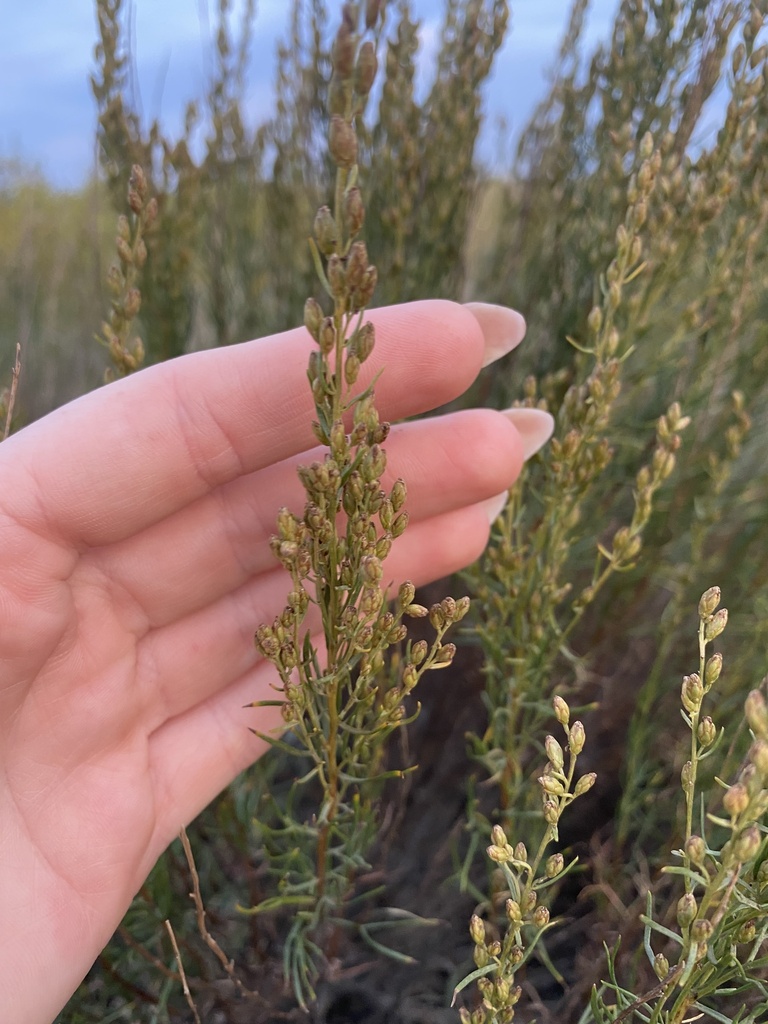 saltwort wormwood from улица Будённого, Петропавловский район ...