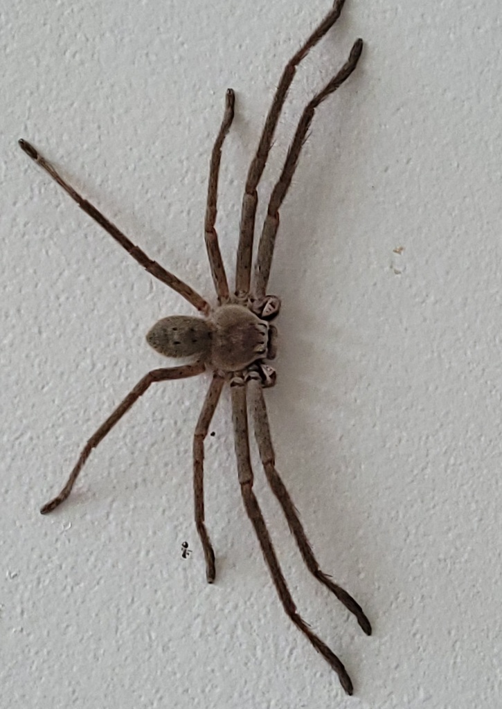 Grey Huntsman from Sydney NSW, Australia on September 3, 2022 at 10:01 ...