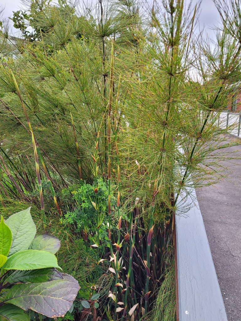 Broom reed from Kapanui Road, Waikanae, New Zealand on September 05 ...