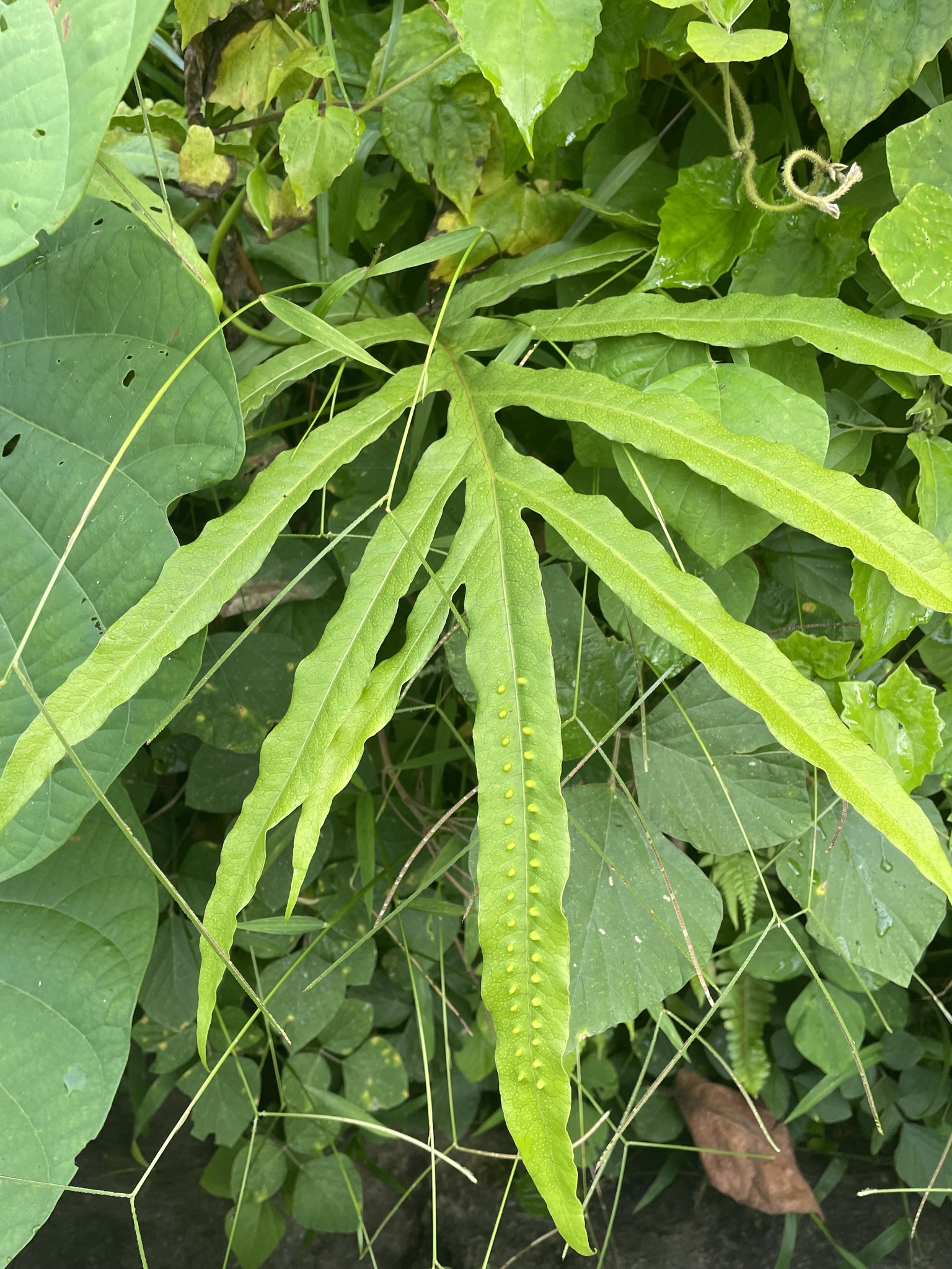 Microsorum membranifolium (R.Br.) Ching