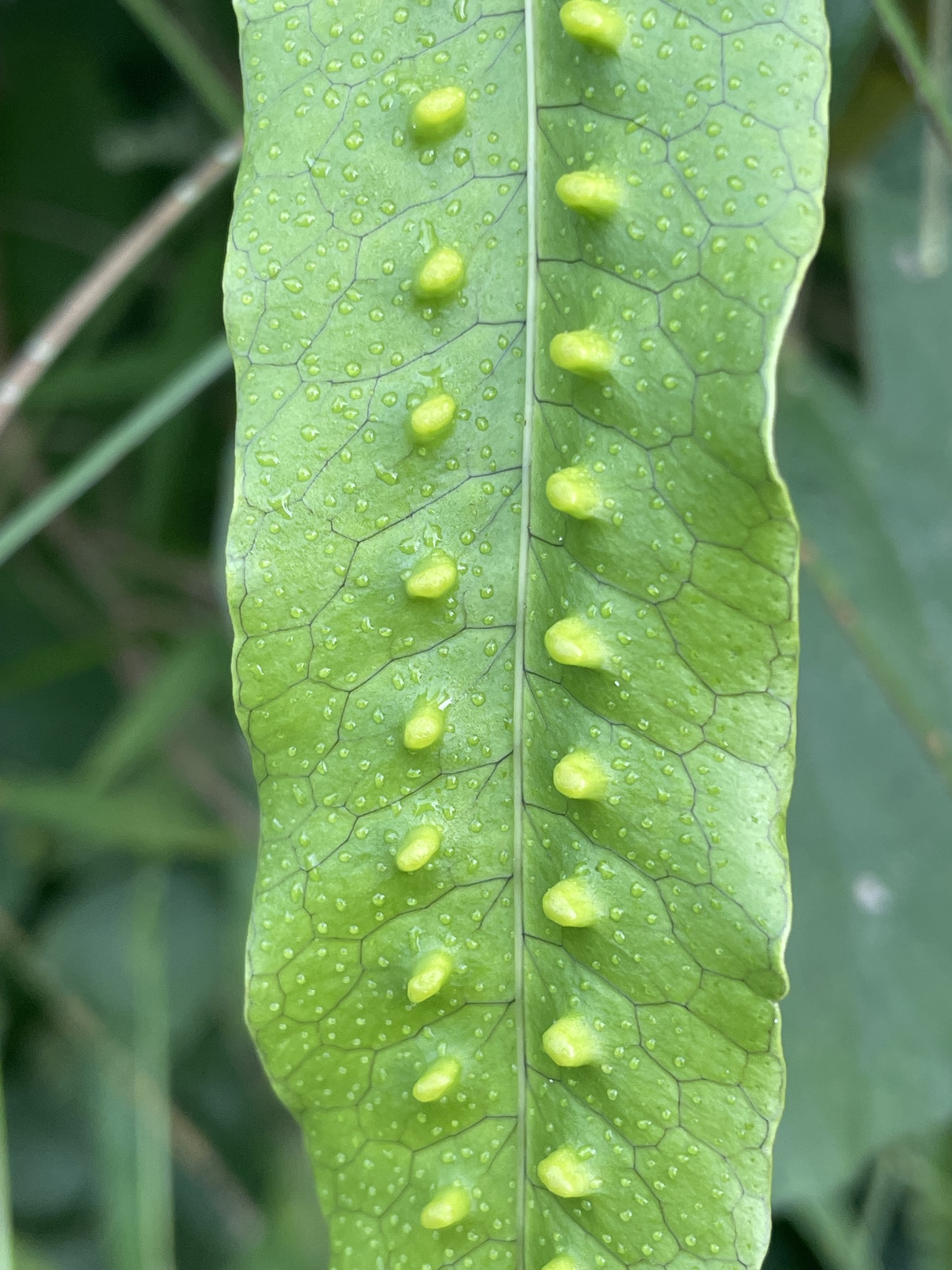 Microsorum membranifolium (R.Br.) Ching