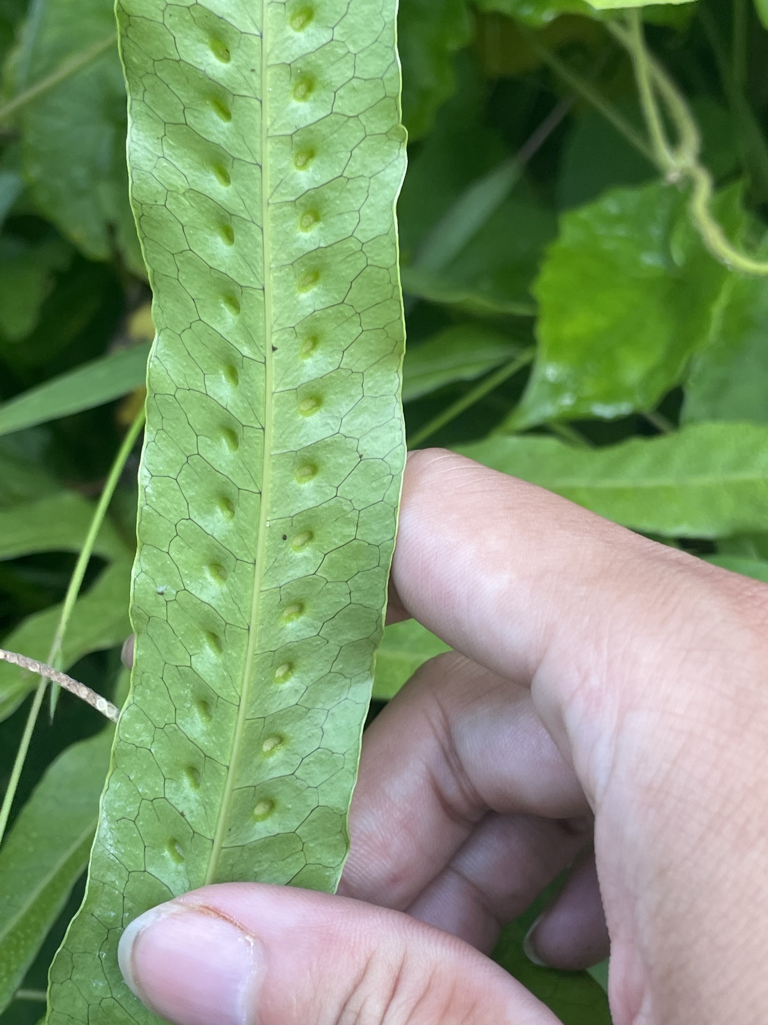 Microsorum membranifolium (R.Br.) Ching