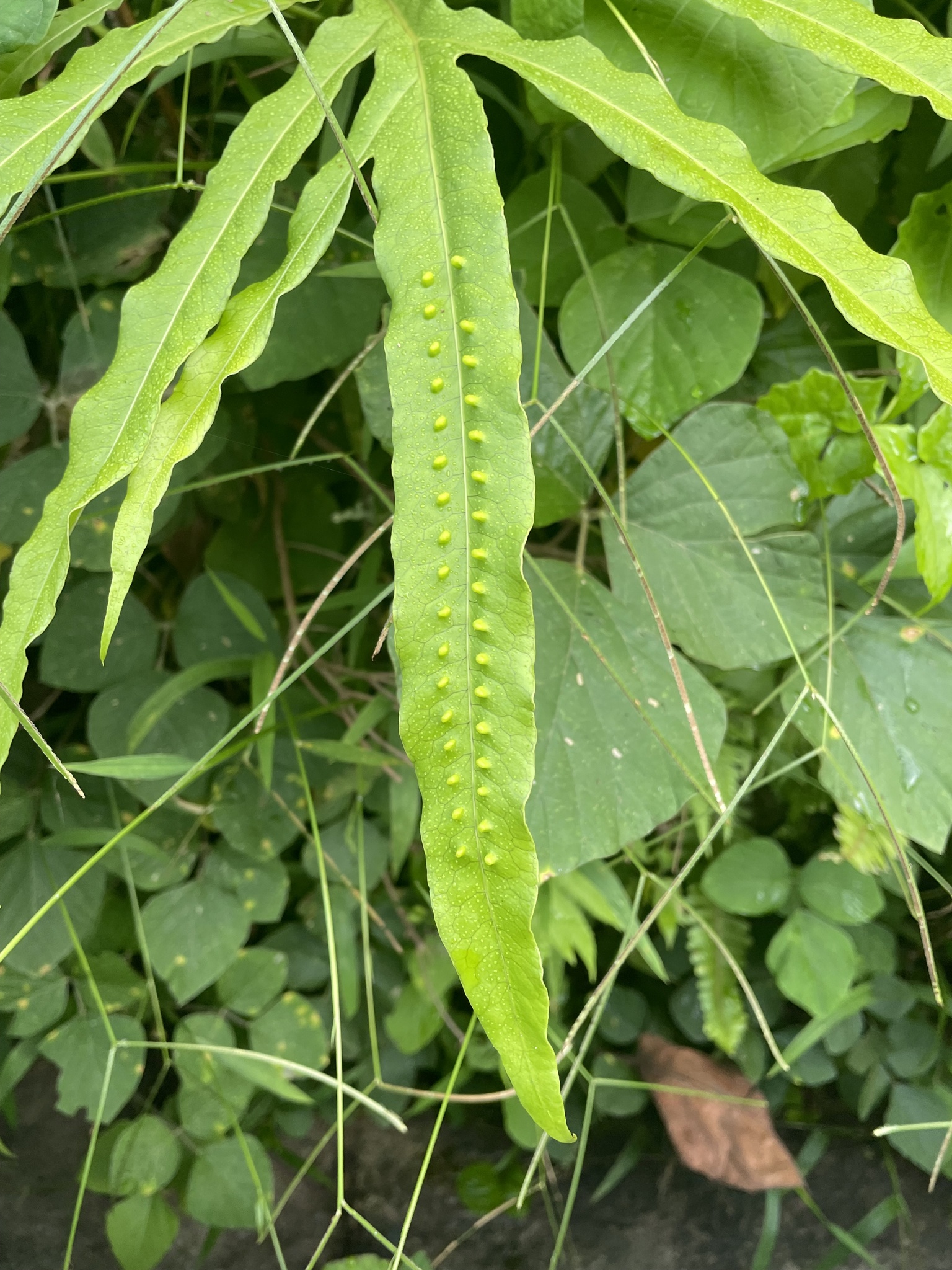 Microsorum membranifolium (R.Br.) Ching