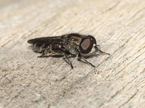 Eumerus purpureus · iNaturalist