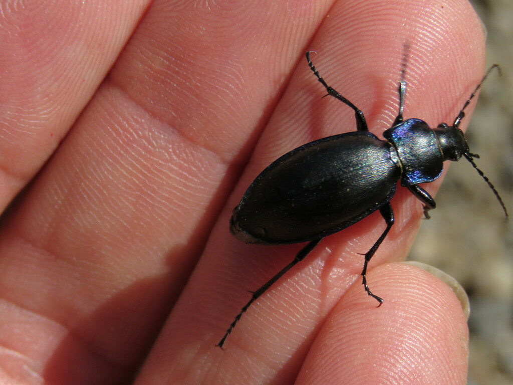 Violet ground beetle from Derbyshire, UK on August 05, 2022 at 04:13 PM ...