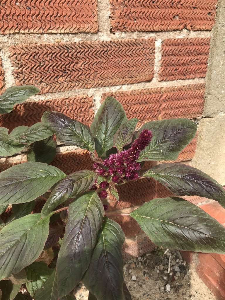 prince's-feather from Canada Way, Bexhill-On-Sea, England, GB on ...