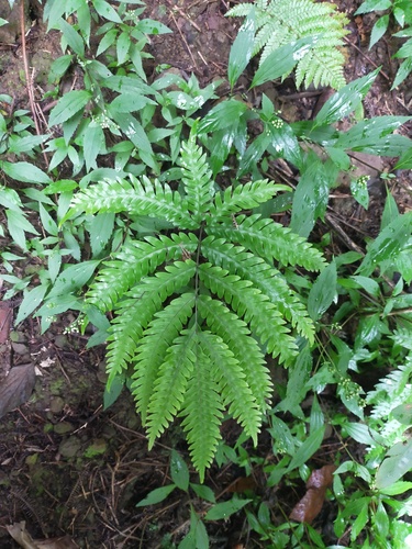 Pteris scabra · iNaturalist Ecuador