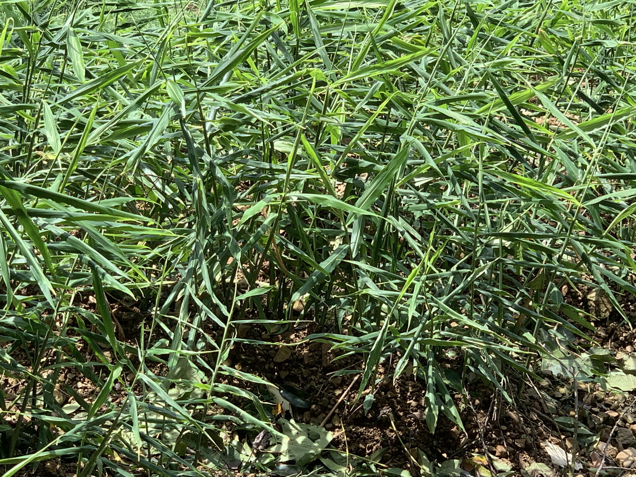 Zingiber officinale Roscoe