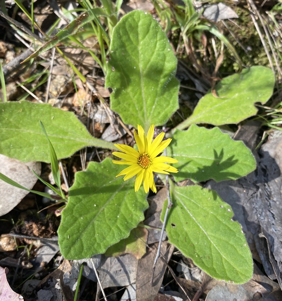 Austral bear’s-ears (Rare plants of Darebin Council) · iNaturalist