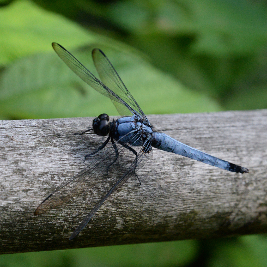 Orthetrum melania melania in August 2022 by Alan Broderick · iNaturalist