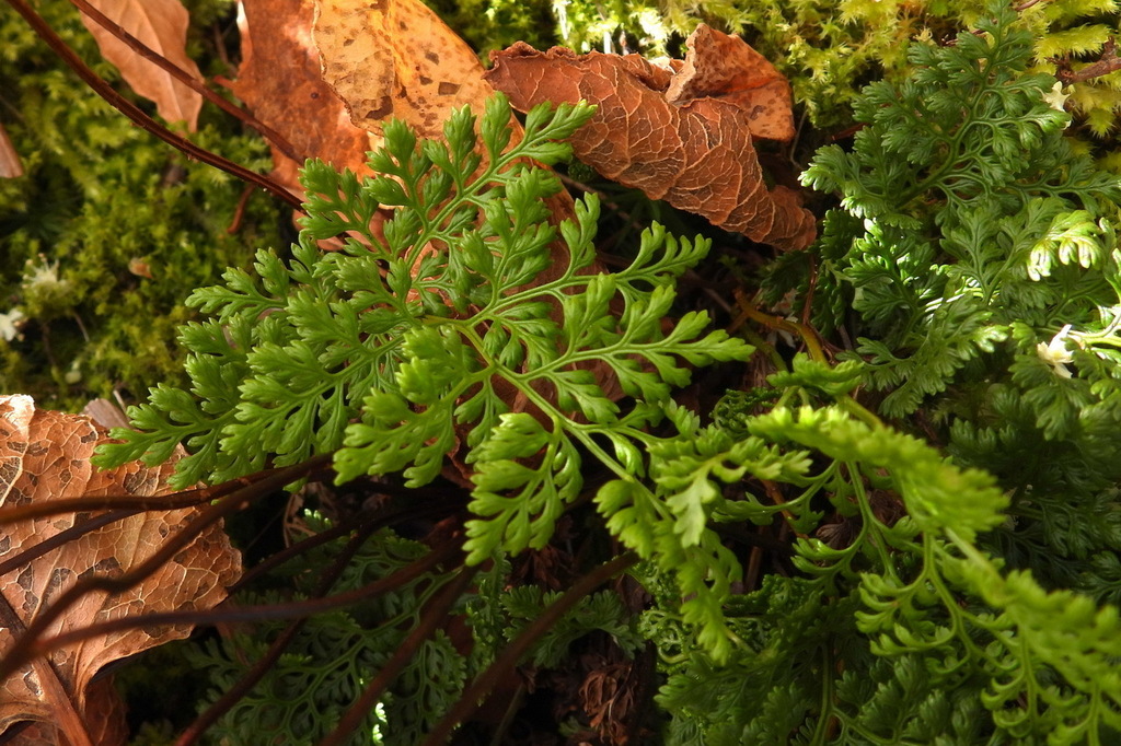 Cryptogramma brunoniana from Taroko, Nantou, Taiwan, Taiwan on August 4 ...