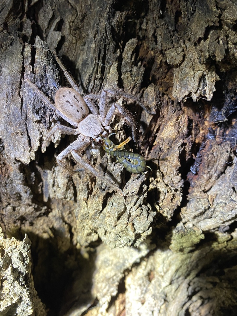 Common Centipedes from Dandenong Ranges National Park, Ferntree Gully ...