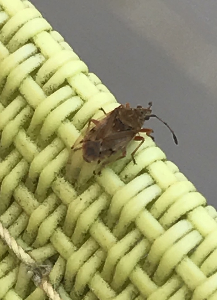 Birch Catkin Bug in August 2018 by milesteg. Depuis hier (gros orage ...