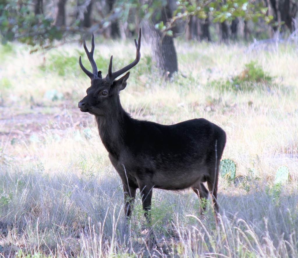 Sika Deer in August 2018 by Peter Joseph. On Nature walk near Mountain ...