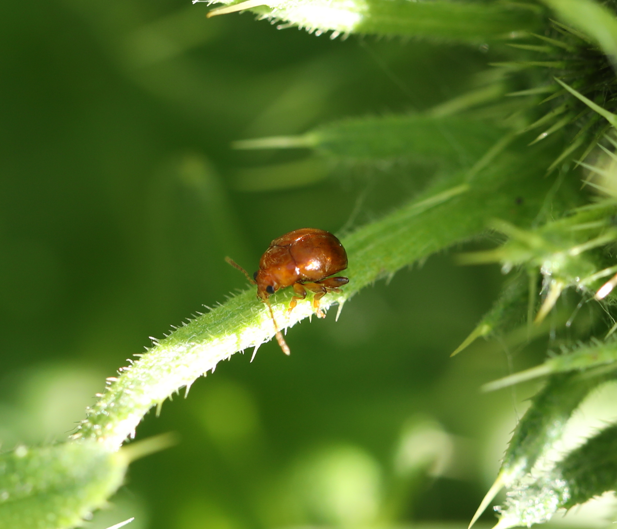 Sphaeroderma testaceum (Fabricius, 1775)
