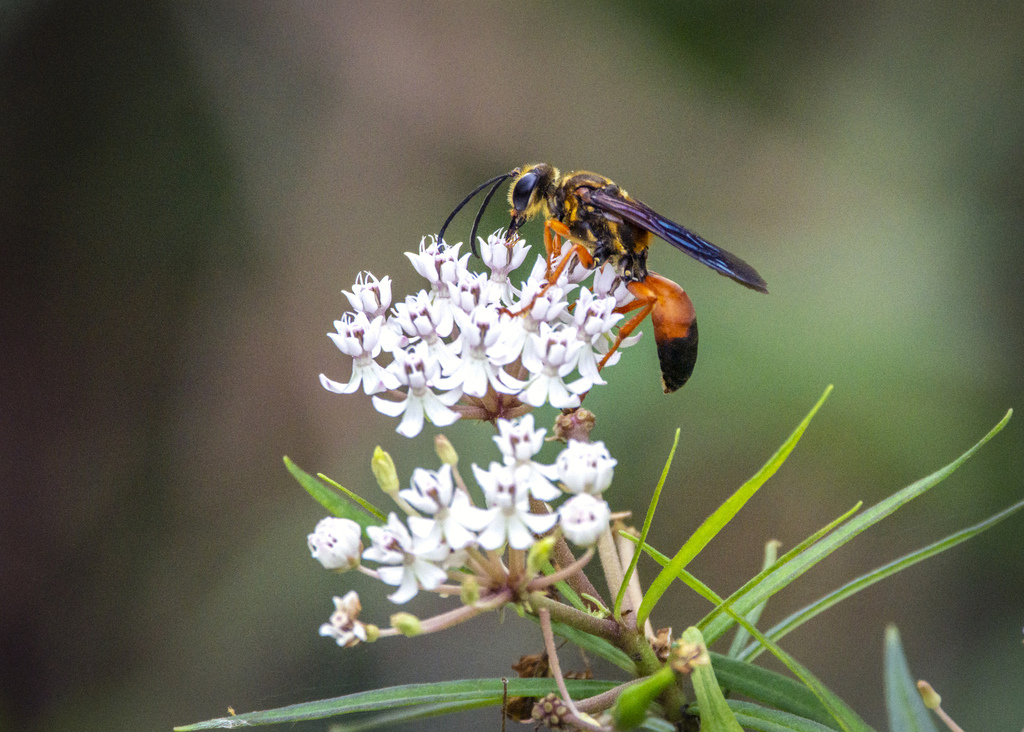 Great Golden Digger Wasp from Shadow Creek Ranch, Pearland, TX, USA on ...