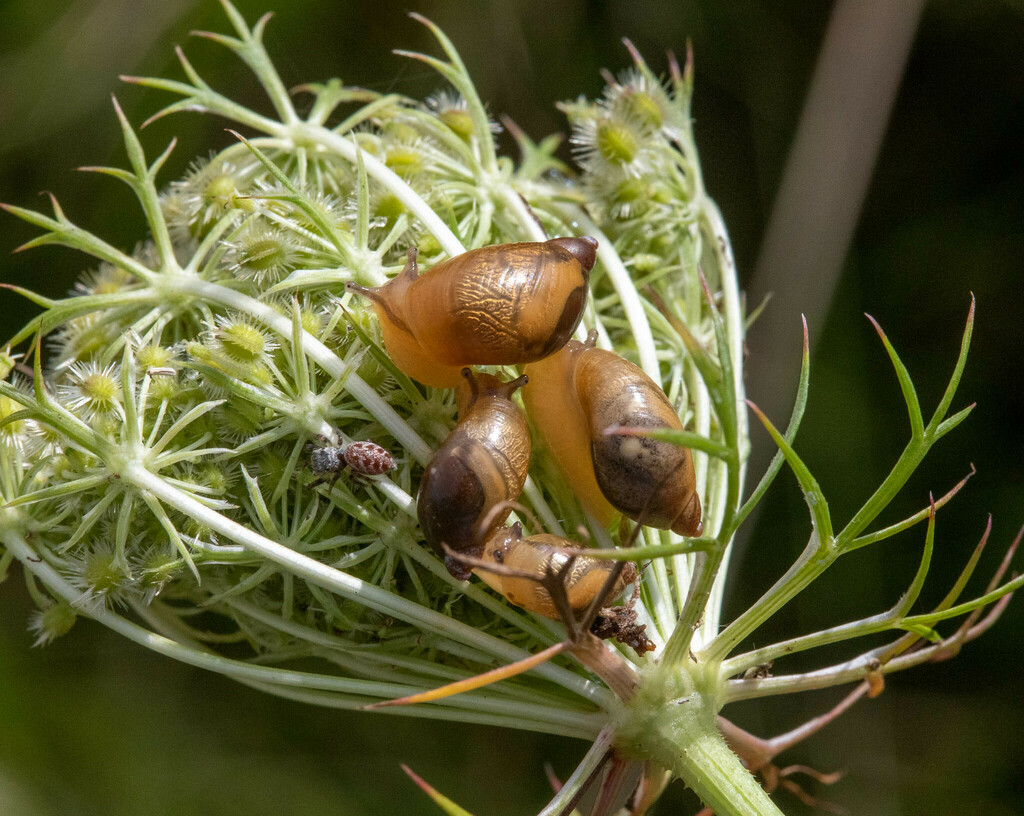 Amber Snails from Hubbardton, VT, USA on August 31, 2022 at 10:24 AM by ...
