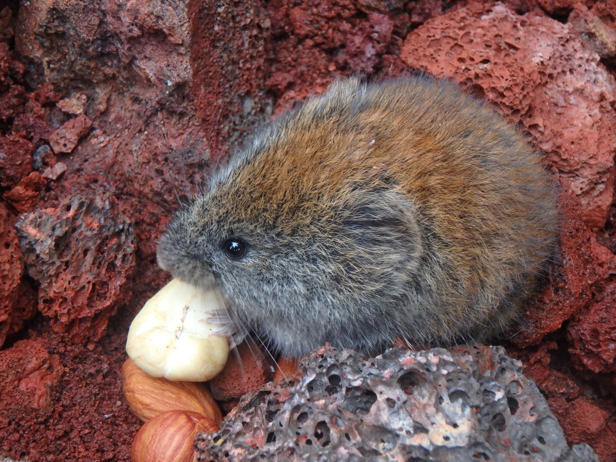 Myodes rufocanus (Sundevall, 1846)