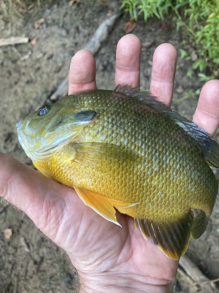 Common Sunfishes from Middle Patuxent Environmental Area, Columbia, MD ...