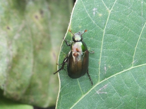 Anomala lucens · NaturaLista Colombia