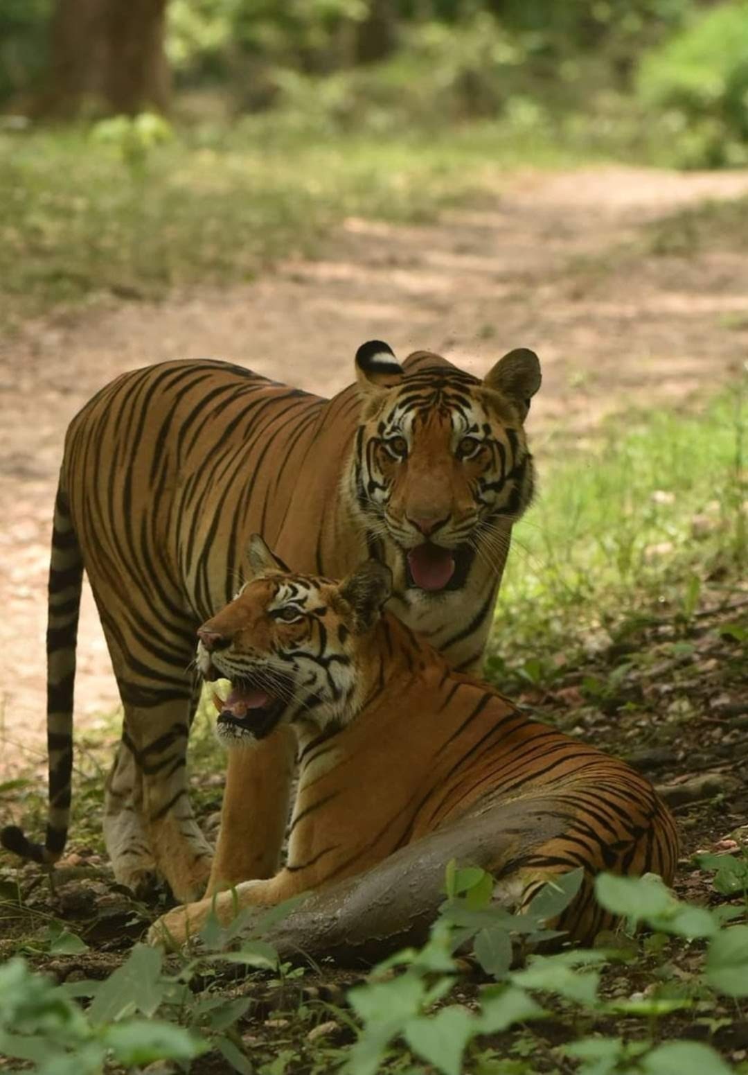 Panthera tigris (Linnaeus, 1758)