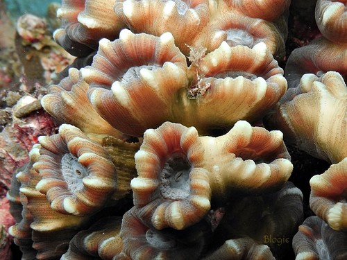 Genus Caulastrea · iNaturalist