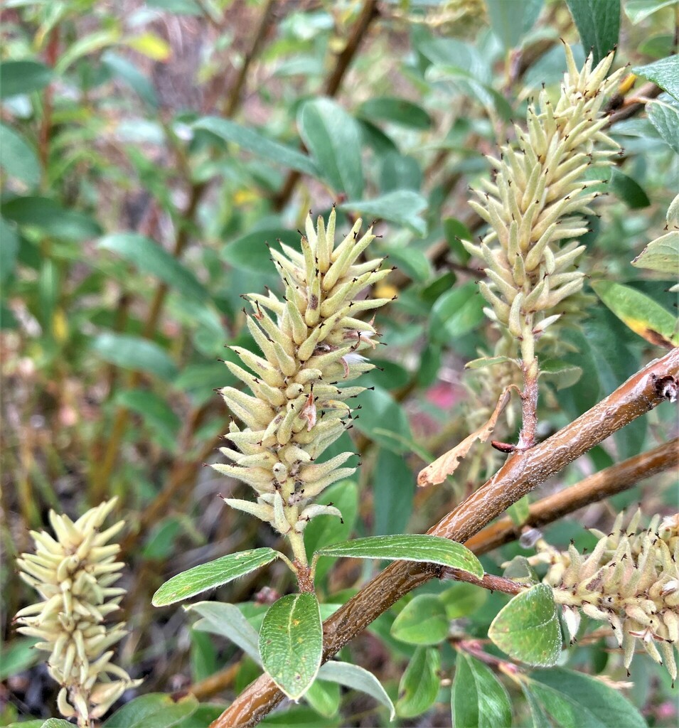 Grayleaf Willow from Simpson River trail, Kootenay National Park, East ...