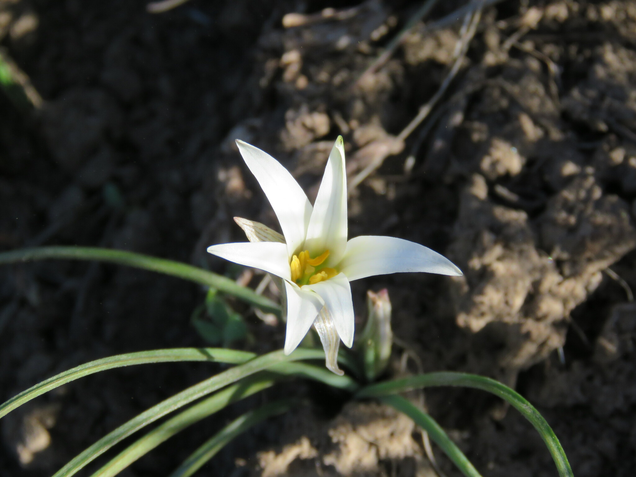 Tristagma patagonicum (Baker) Traub