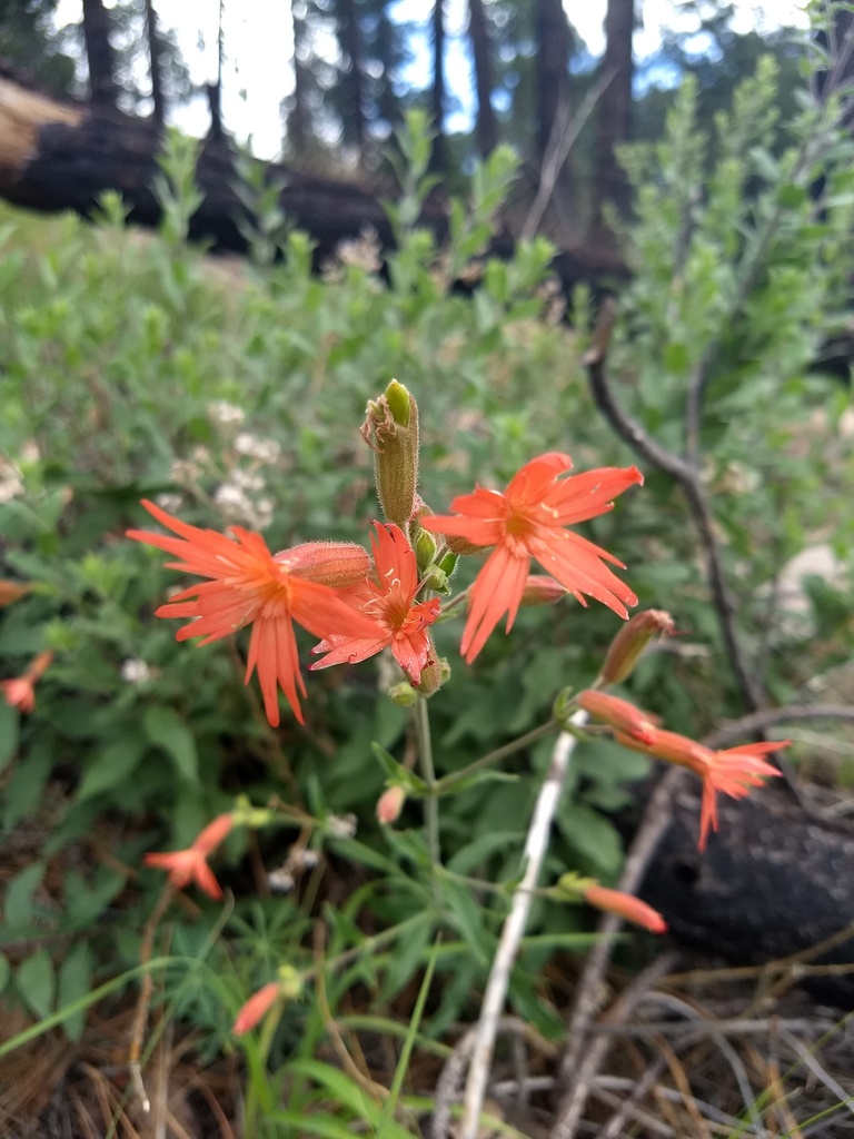 cardinal catchfly from Cochise County, AZ, USA on July 19, 2018 at 11: ...