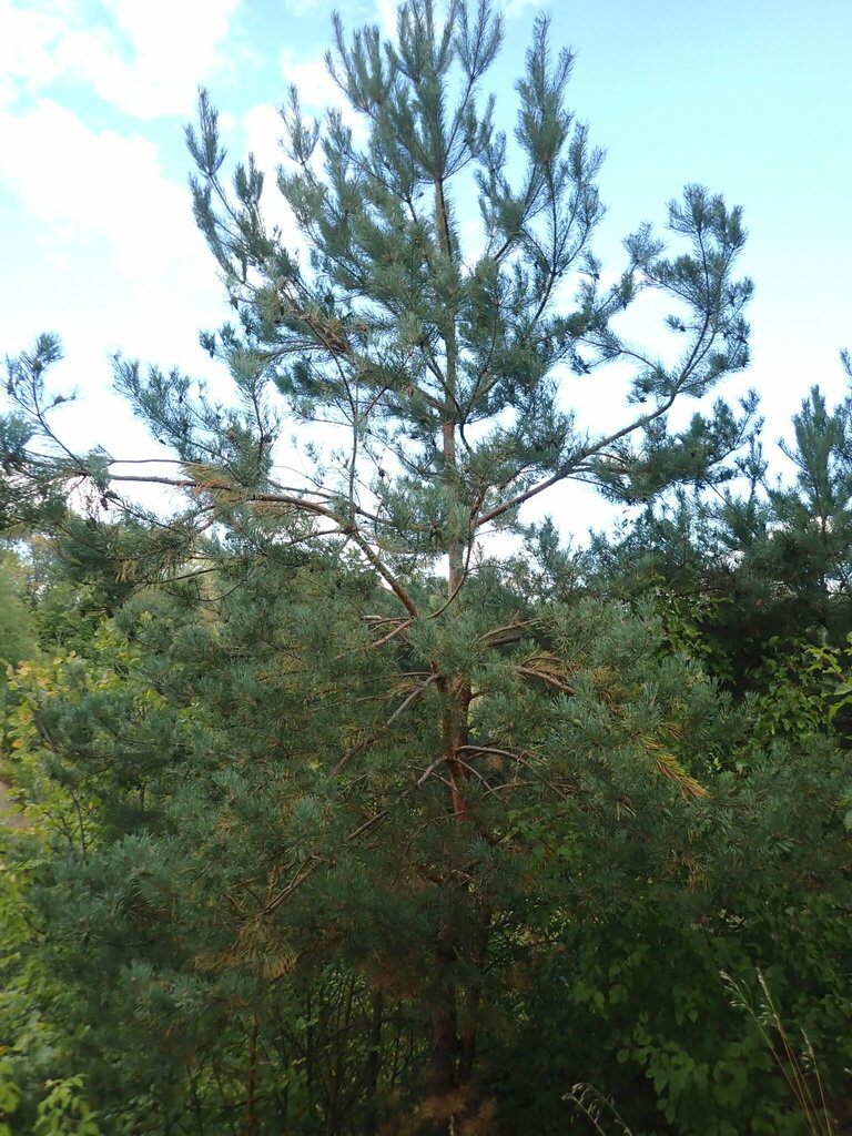 Scots pine from Yakovlevskiy rayon, Belgorod, Russia on September 4 ...