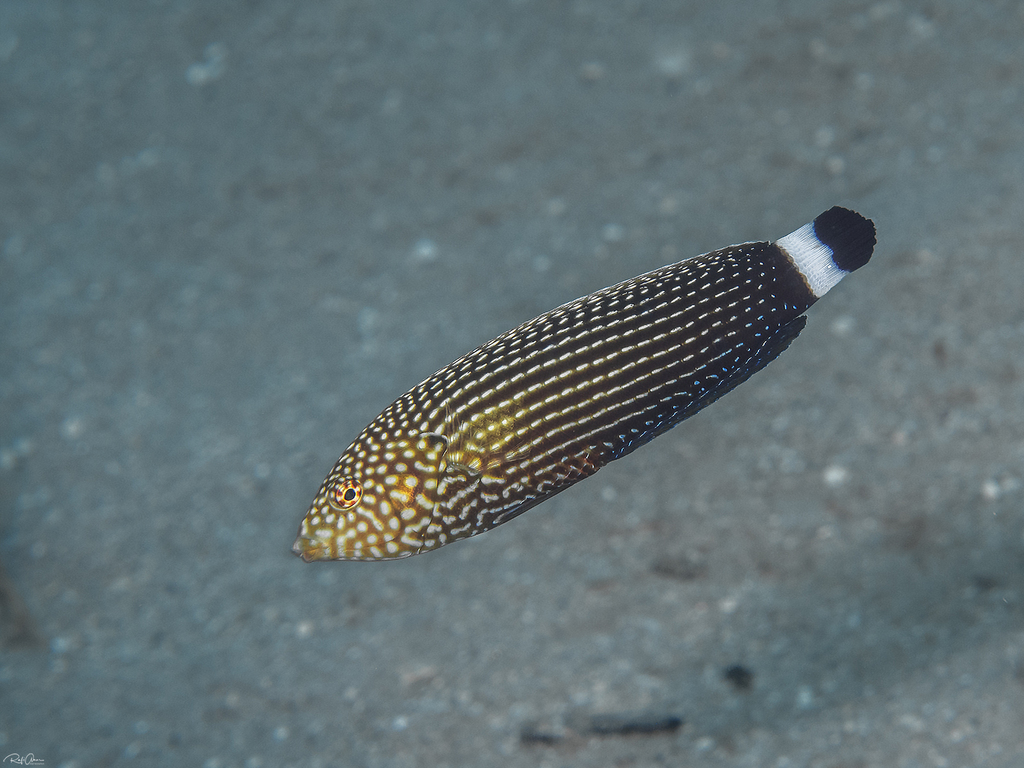 Lined Wrasse (Anampses lineatus) - Marine Life Identification