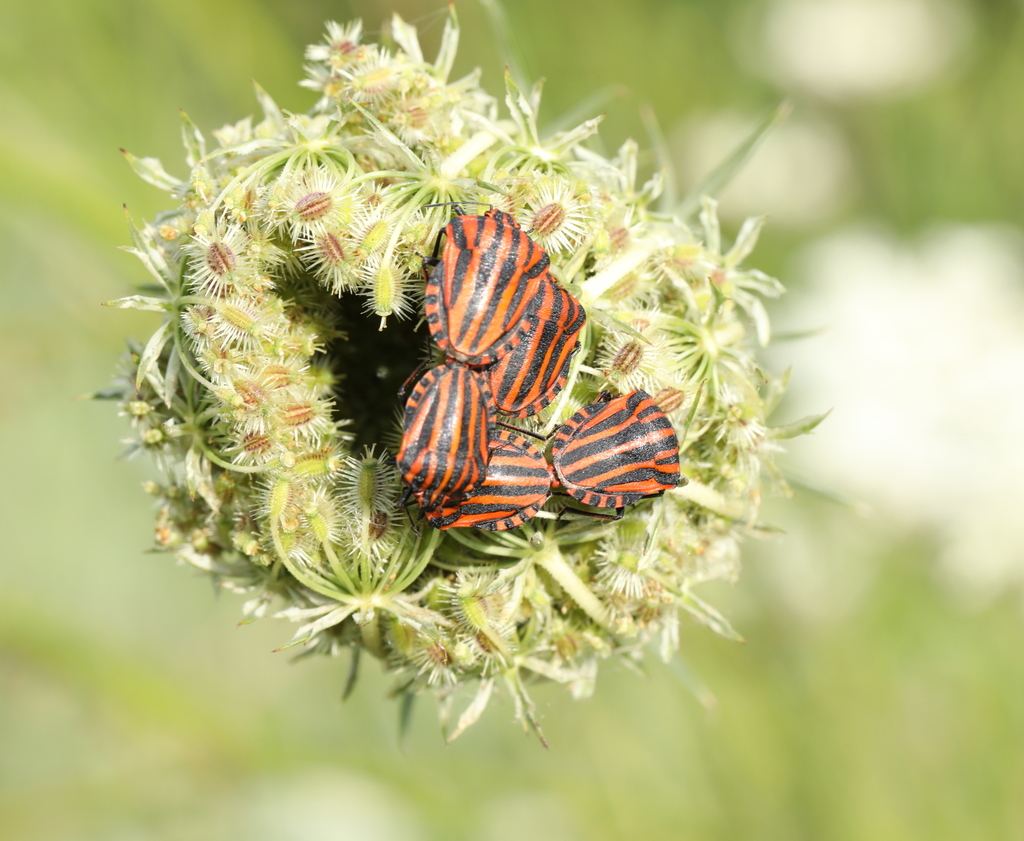 Continental Striped Shield Bug from Gonfreville-l'Orcher, France on ...