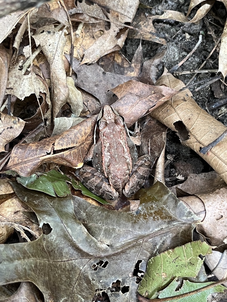 Wood Frog from Jackson, MI, US on September 05, 2022 at 12:25 PM by ...