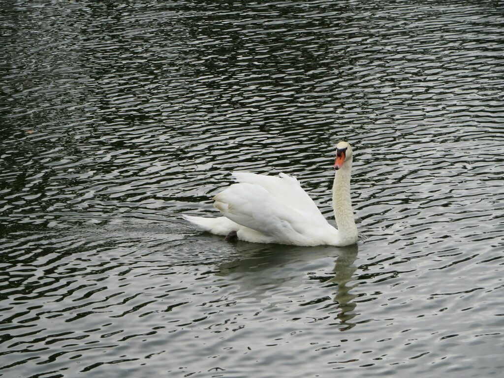 Mute Swan from 1 Chiyoda, Chiyoda City, Tokyo 100-0001, Japan on ...