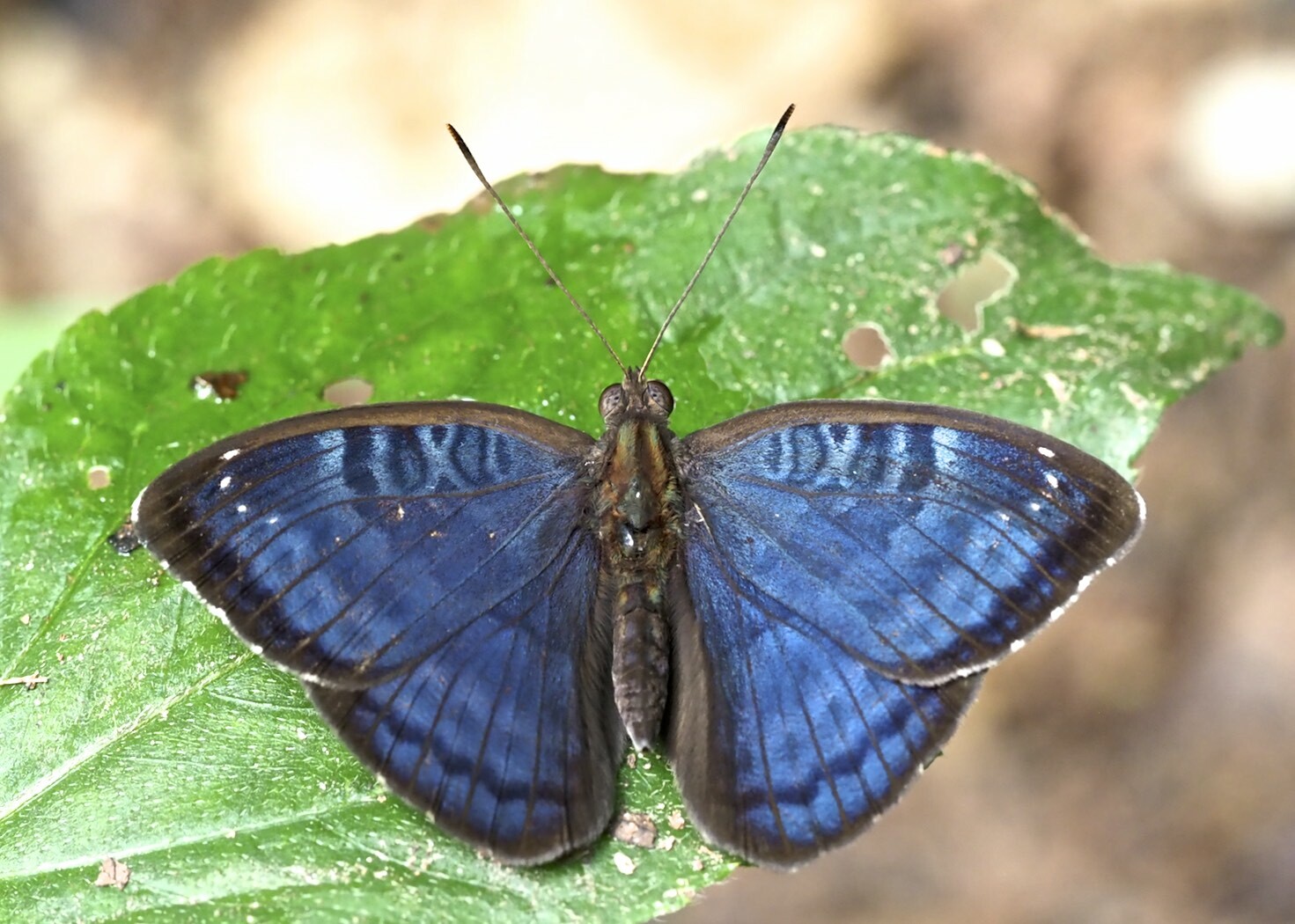 Euriphene Boisduval, 1847