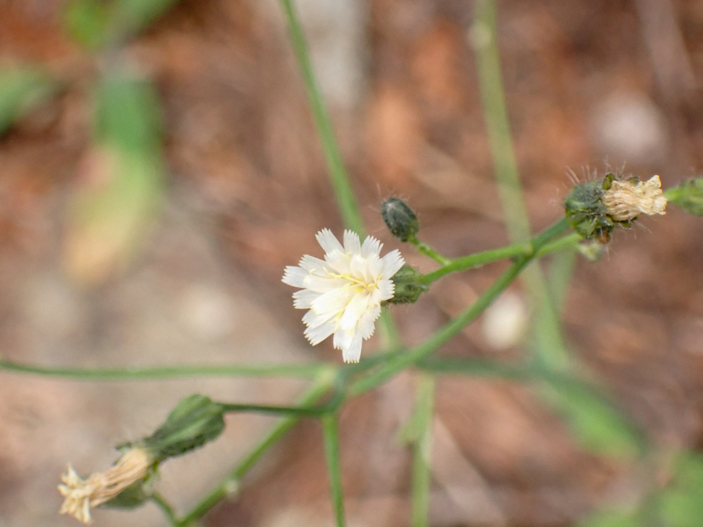 white hawkweed from Cypress, Greater Vancouver, British Columbia ...
