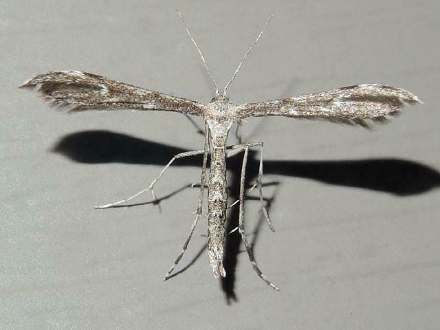 Black-marked Plume Moth in September 2022 by privatenoaccess · iNaturalist