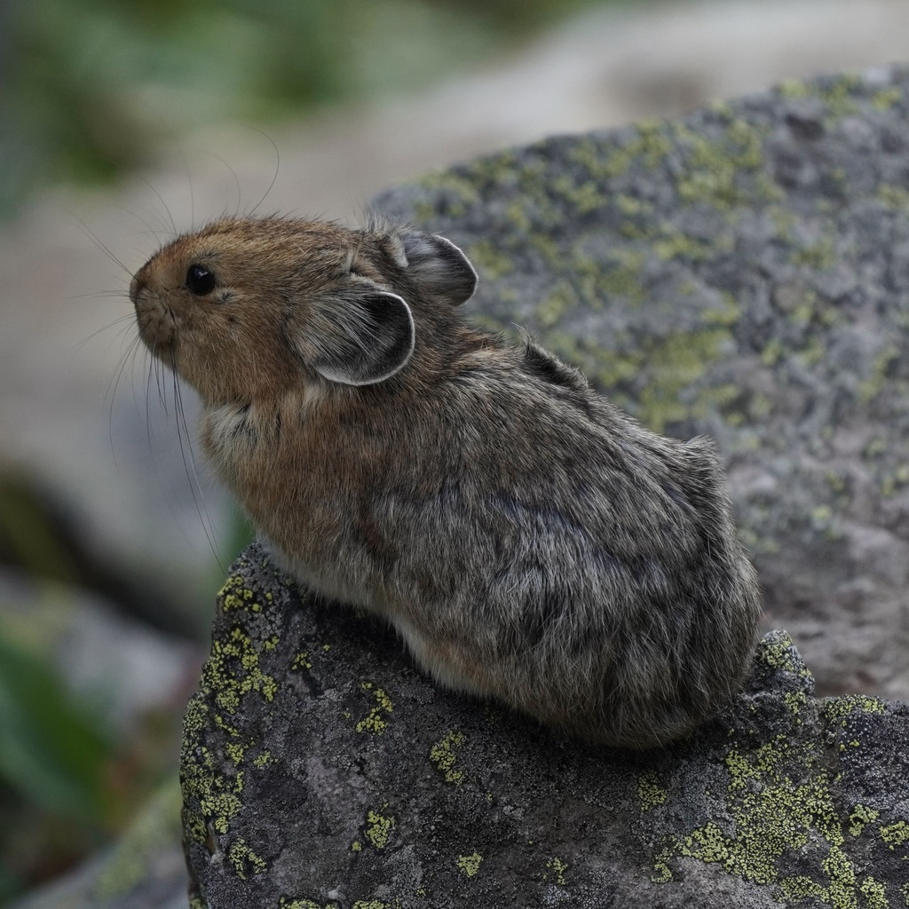 American Pika from Banff National Park, Banff, Division No. 15, Alberta ...