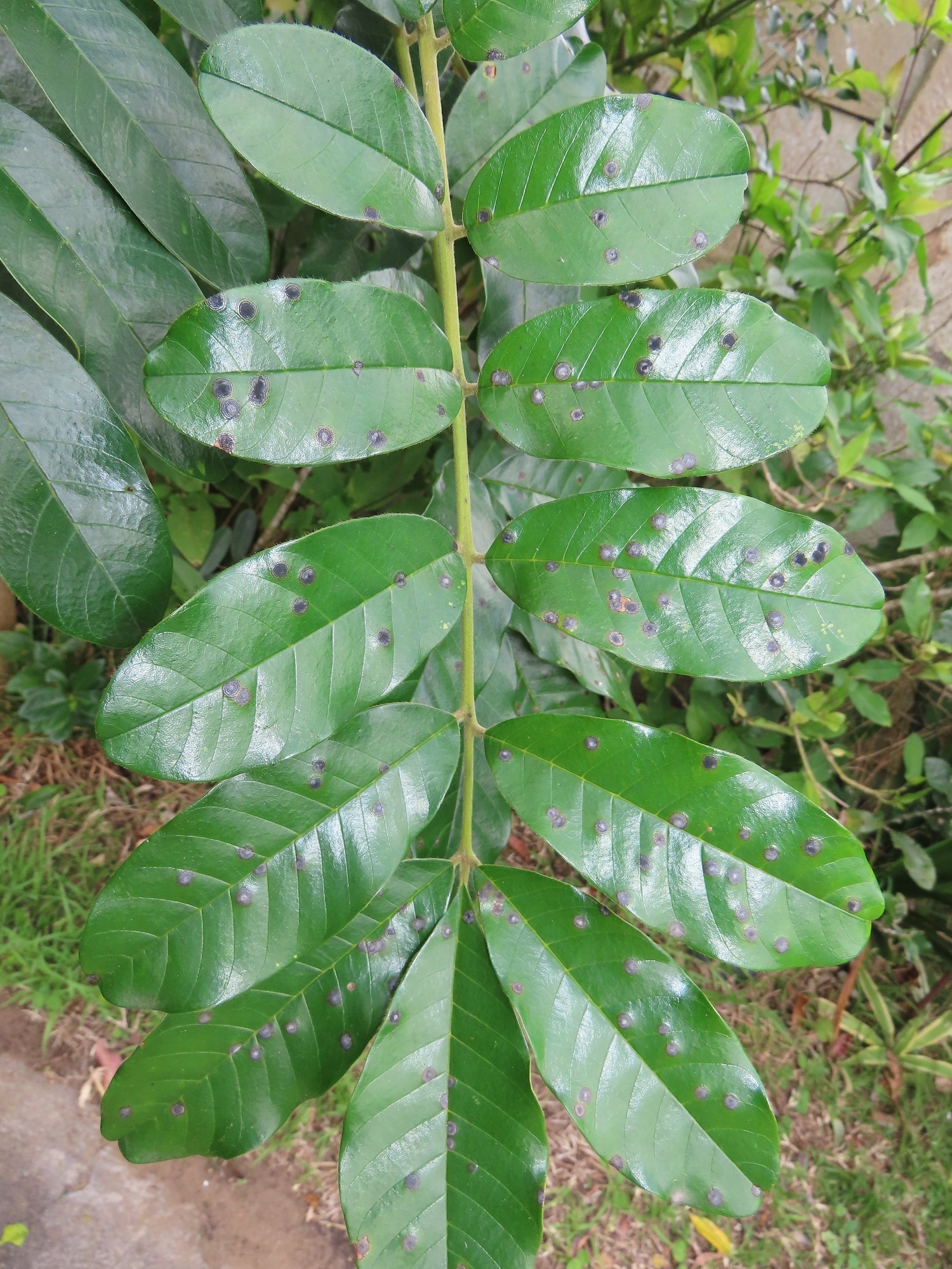 Trichilia emetica (Forssk.) Vahl