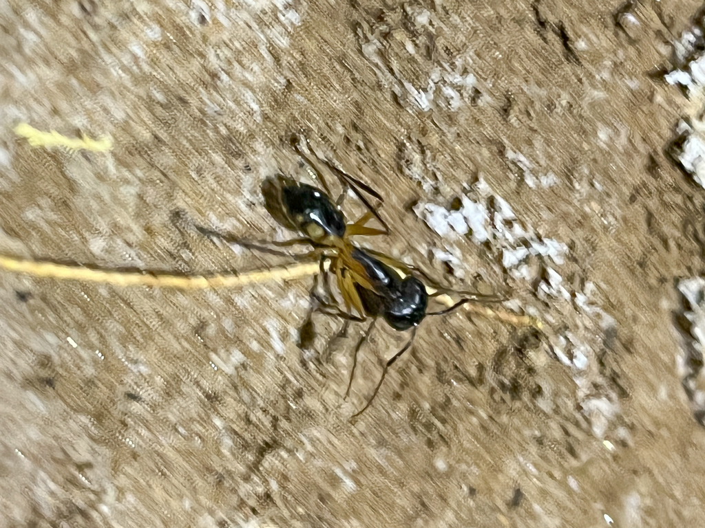 Spotted Sugar Ant from Fish River Canyon, Namibia on August 15, 2022 at ...