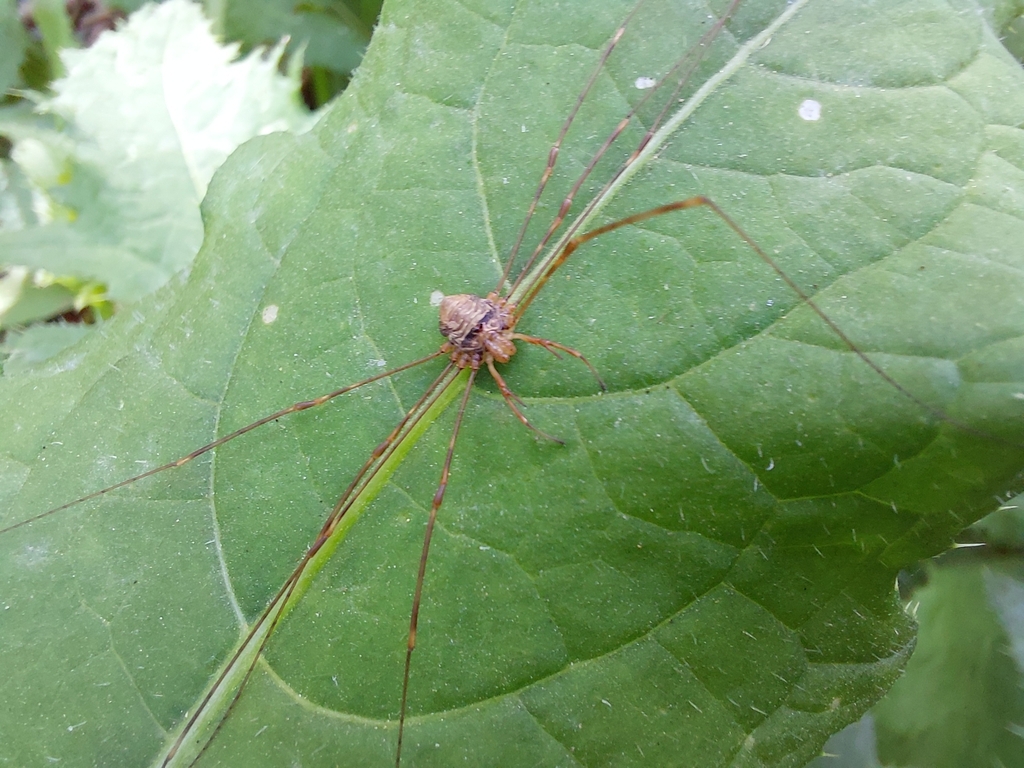 Fork-palped Harvestman from 5462 Morud, Danmark on September 05, 2022 ...