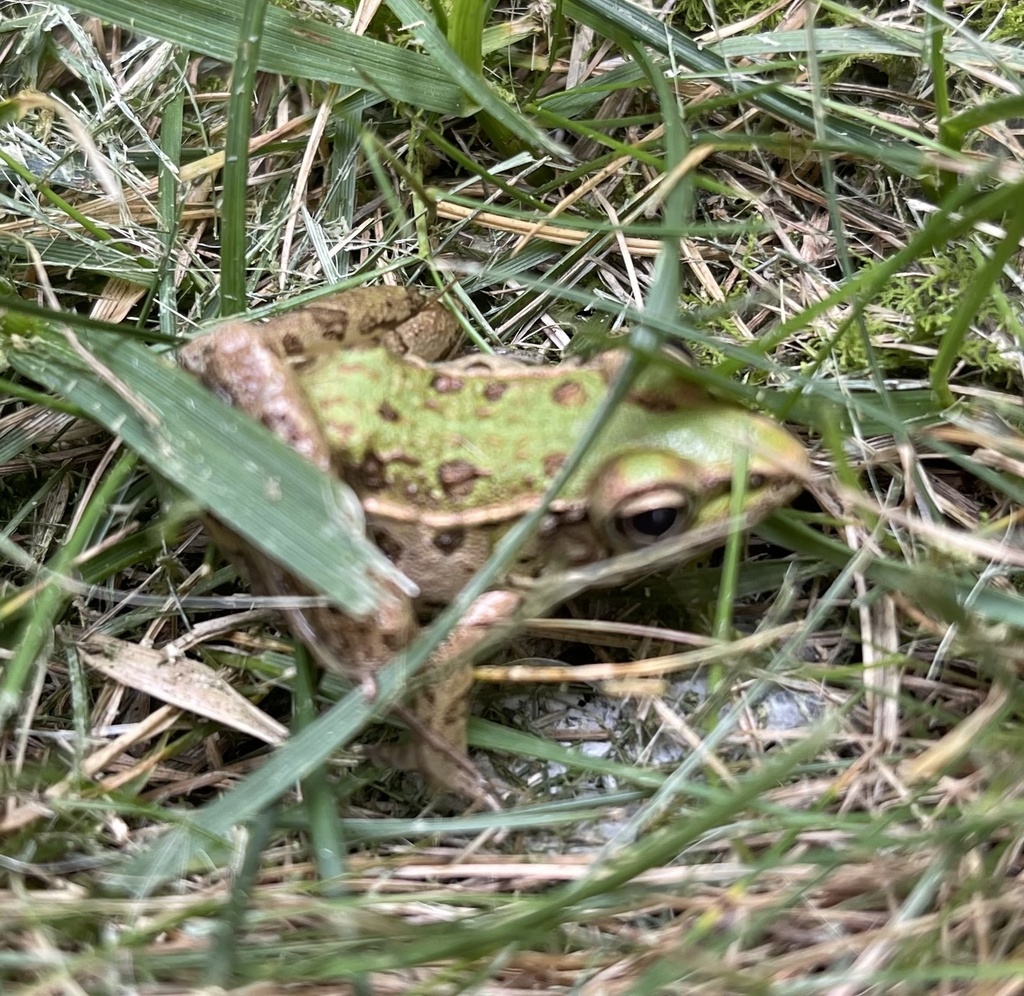 Southern Leopard Frog from Stone Mason Dr, Raleigh, NC, US on September ...