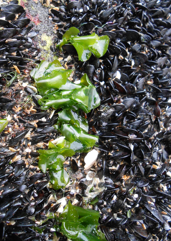 Ulva rigida (Vol.1 Algues et herbiers des estrans de Normandie ...