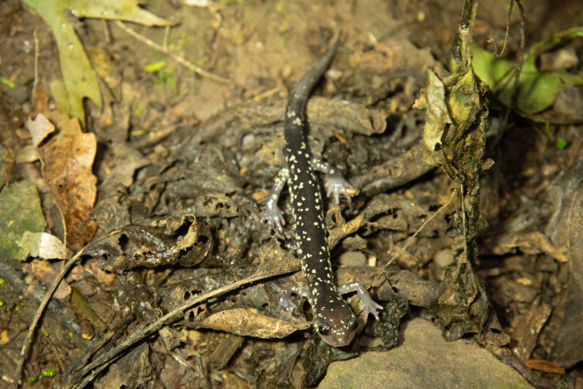 Plethodon punctatus Highton, 1972