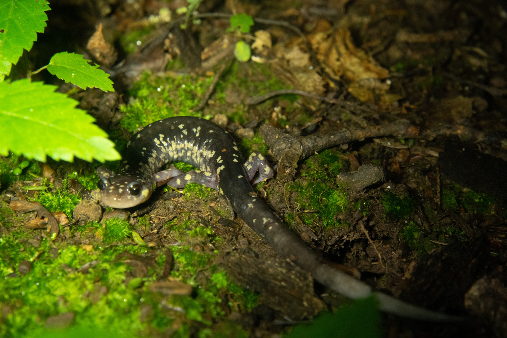 Plethodon punctatus Highton, 1972