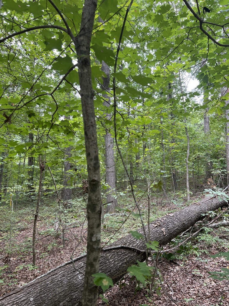 southern sugar maple from Power Line Dr, Elon, NC, US on September 5 ...