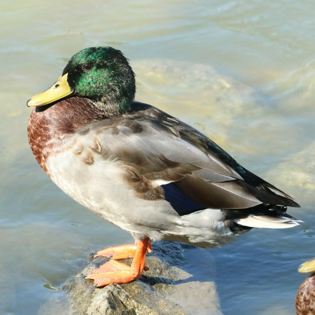 Mallard from Southwest Carrollton, Carrollton, TX, USA on September 5 ...