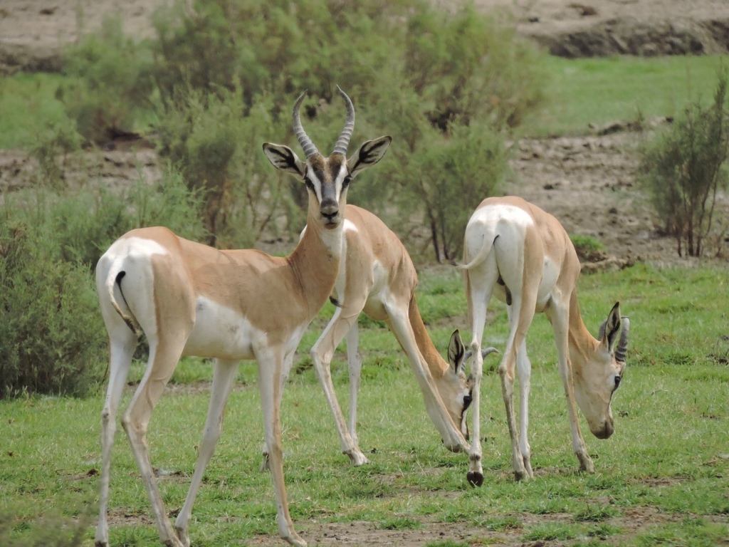 Sömmerring's Gazelle (Nanger soemmerringii) - Know Your Mammals